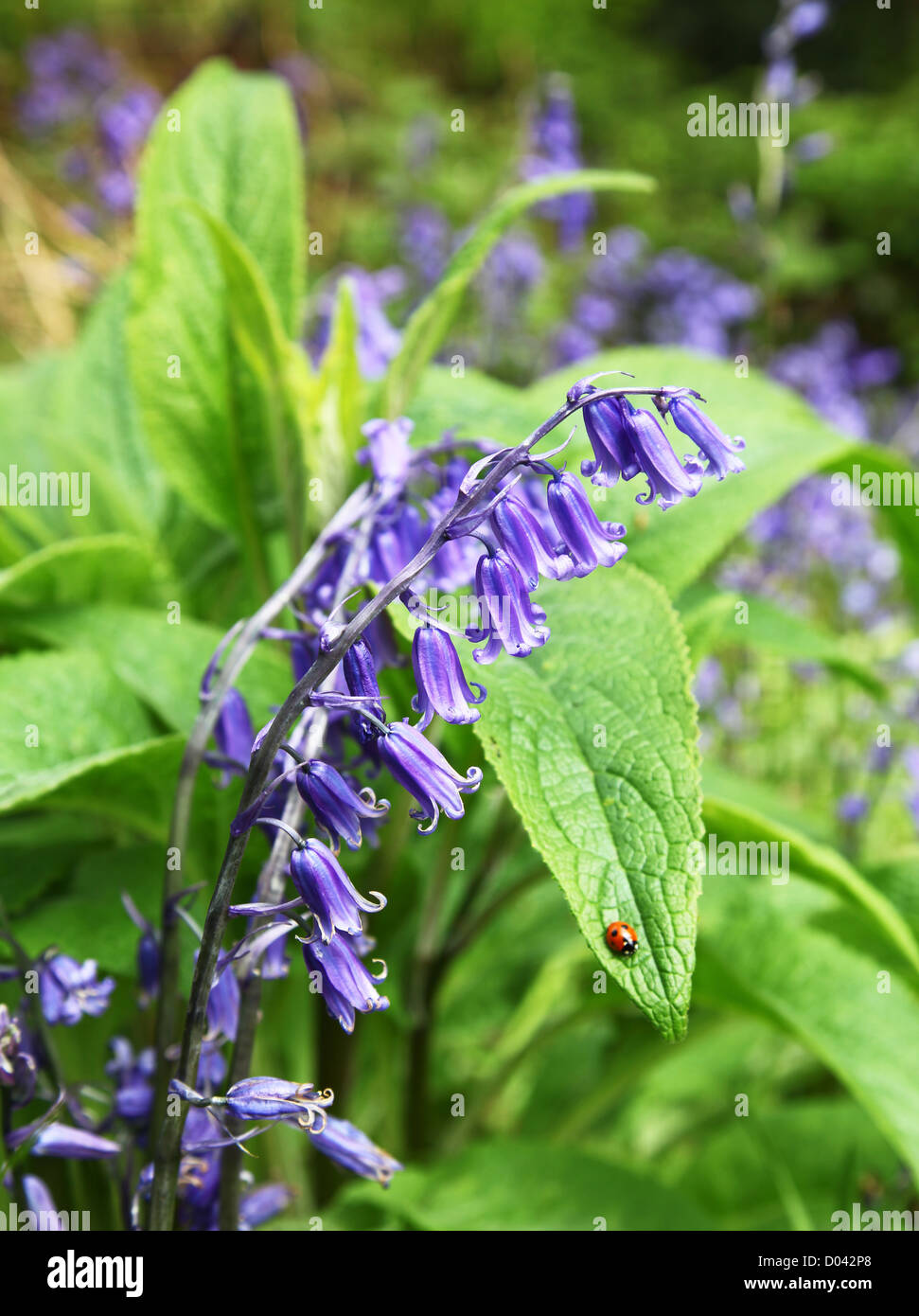 Common ladybird hi-res stock photography and images - Alamy