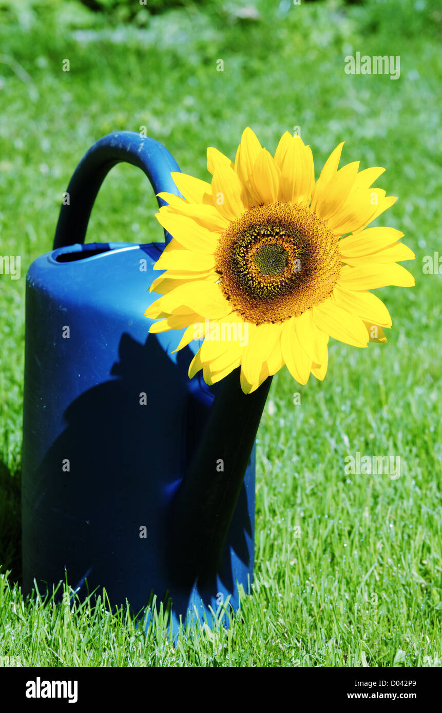 a sunflower in a watering bucket Stock Photo - Alamy