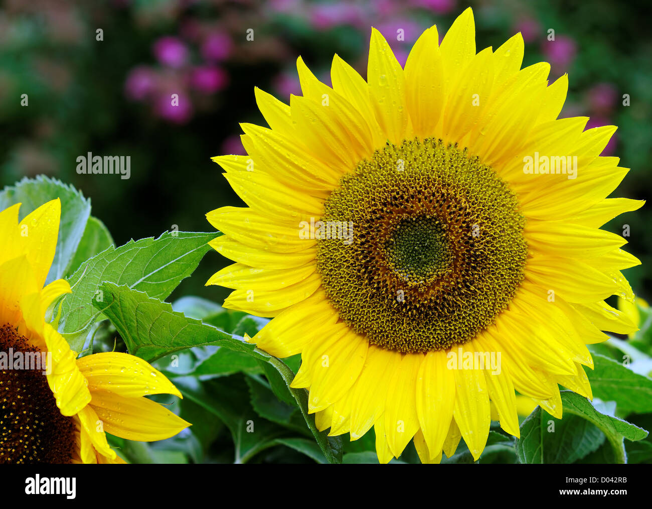 beautiful yellow Sunflower Stock Photo - Alamy