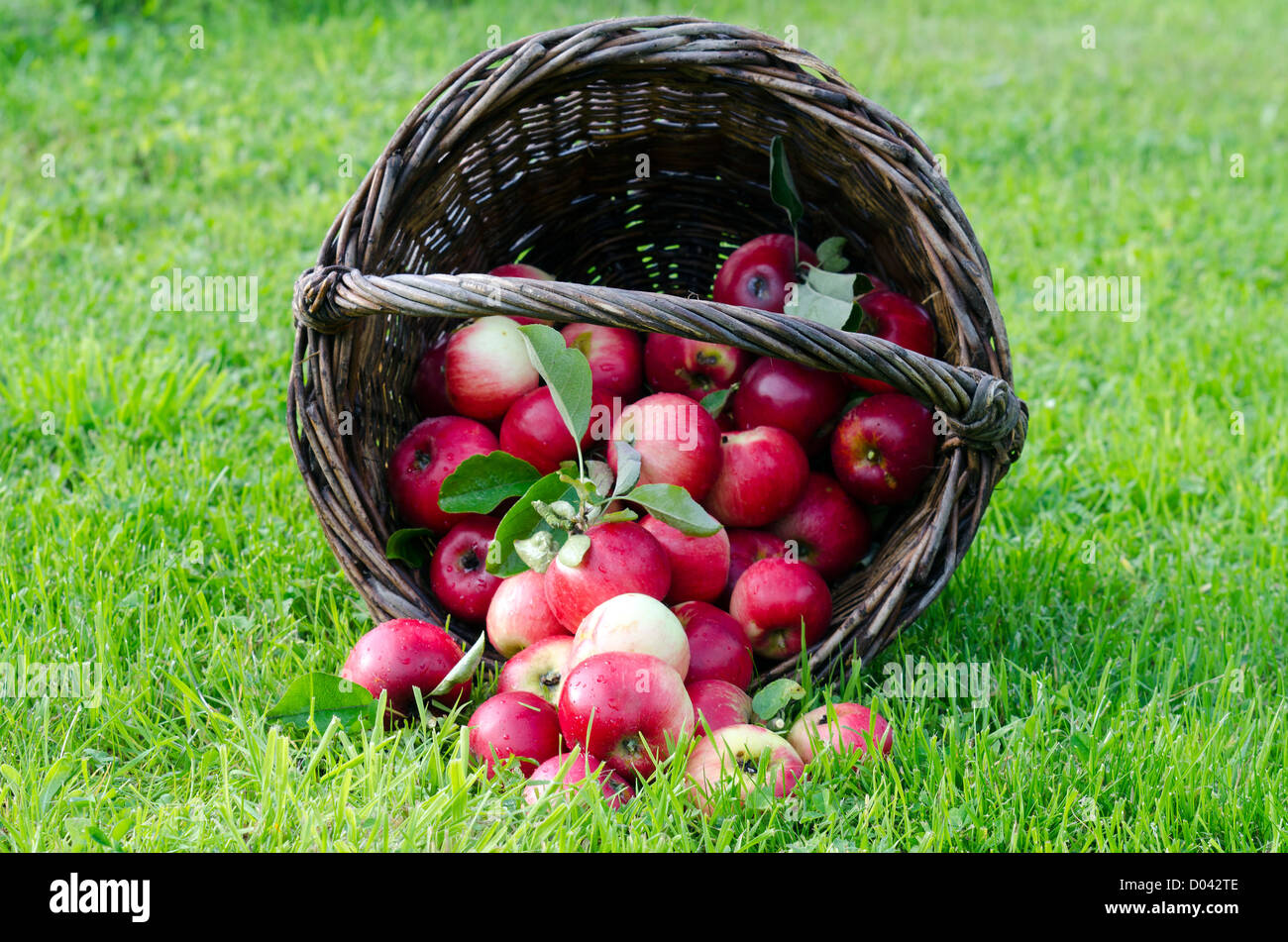 Crop of apples hi-res stock photography and images - Alamy