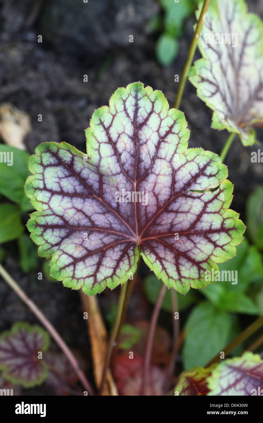 Variegated leaf hi-res stock photography and images - Alamy
