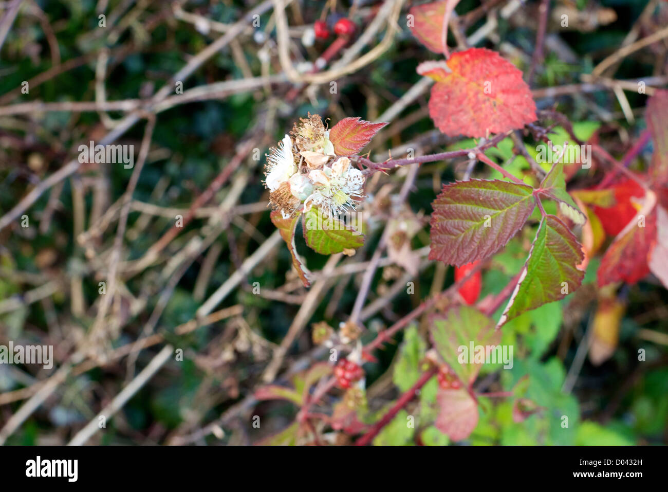 Green & red leaves flowers & stem of Prickly Bramble Blackberry Rubus ...