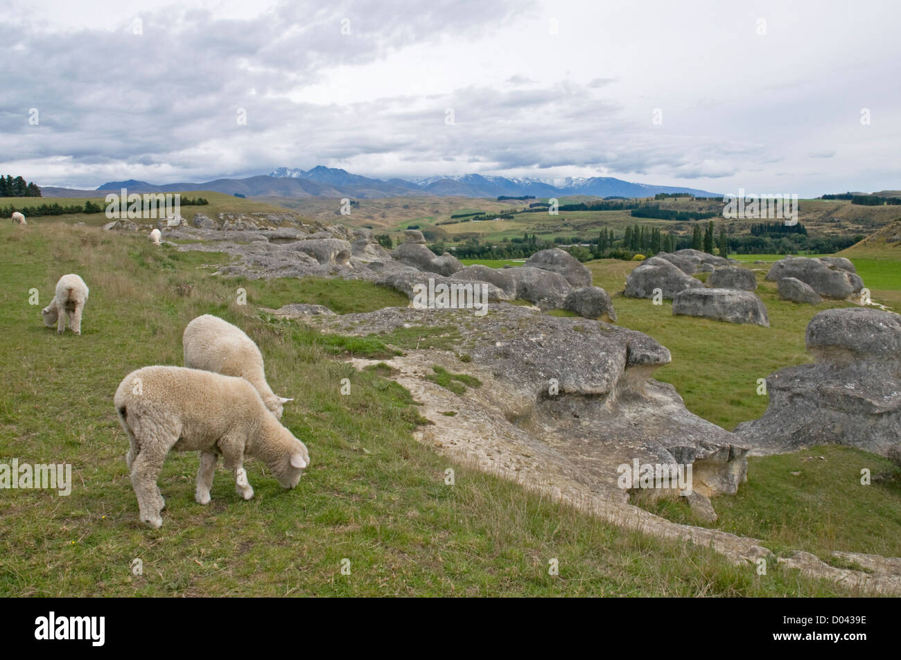 The weird landscape at Elephant Rocks, North Otago in the South Island ...