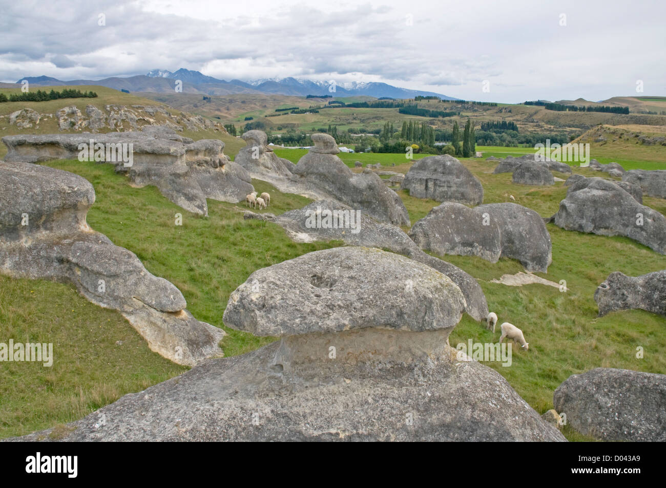 The weird landscape at Elephant Rocks, North Otago in the South Island ...