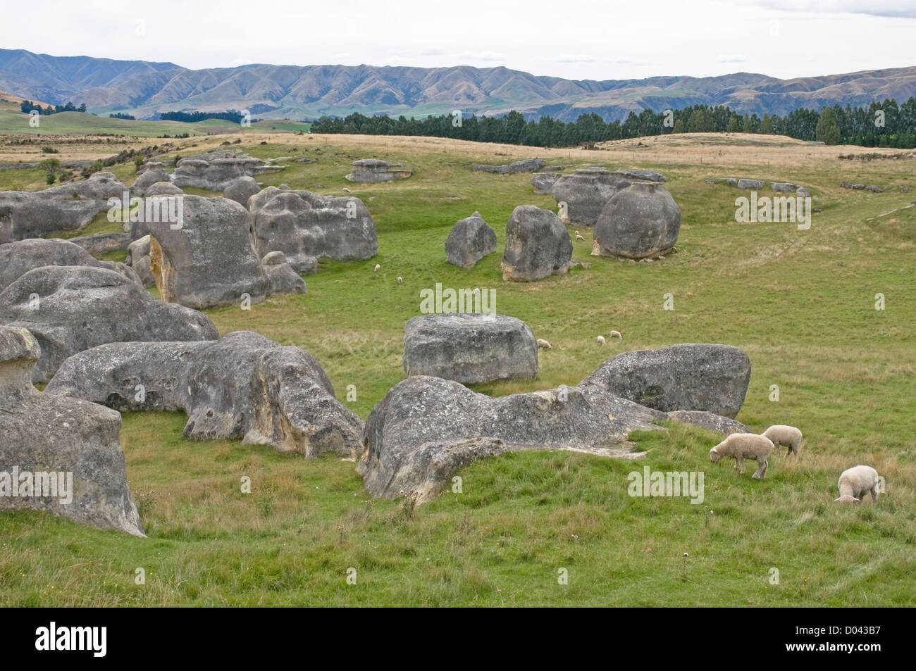 The weird landscape at Elephant Rocks, North Otago in the South Island ...