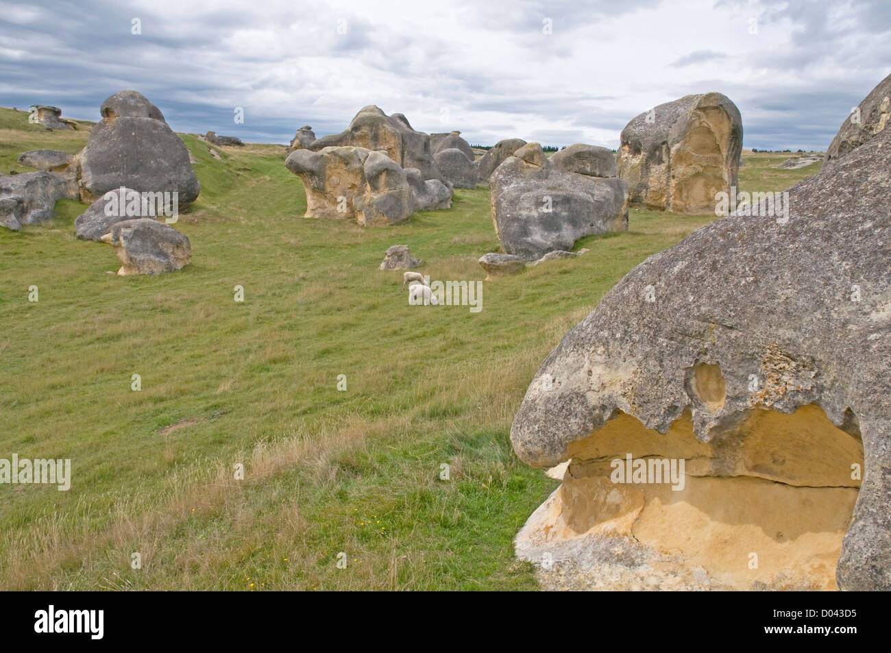 The weird landscape at Elephant Rocks, North Otago in the South Island ...