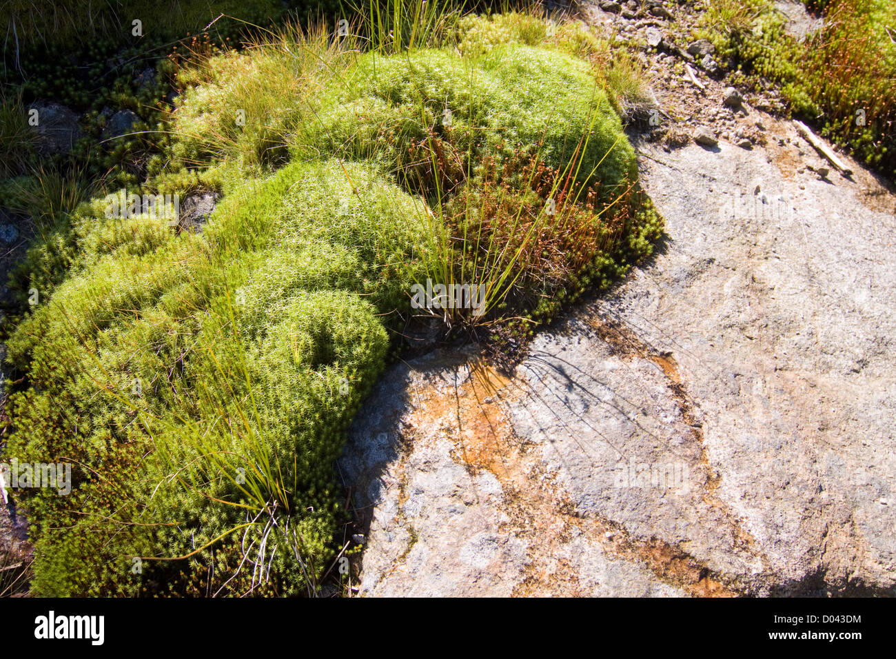 Mossy stone hi-res stock photography and images - Alamy