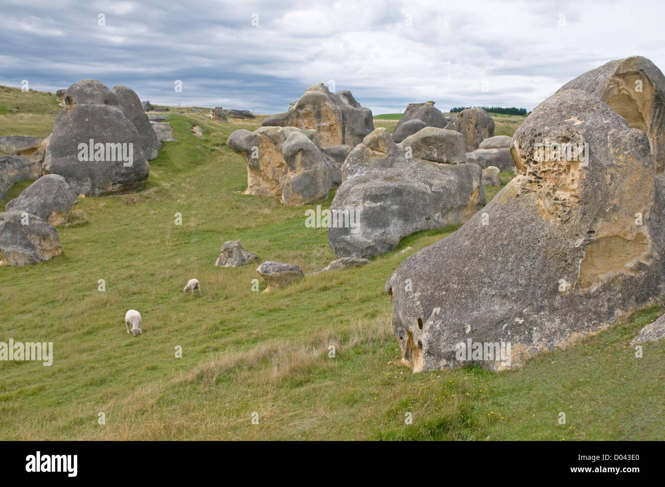 The weird landscape at Elephant Rocks, North Otago in the South Island ...