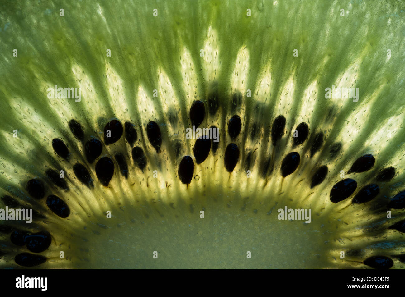 Kiwi egg hi-res stock photography and images - Alamy