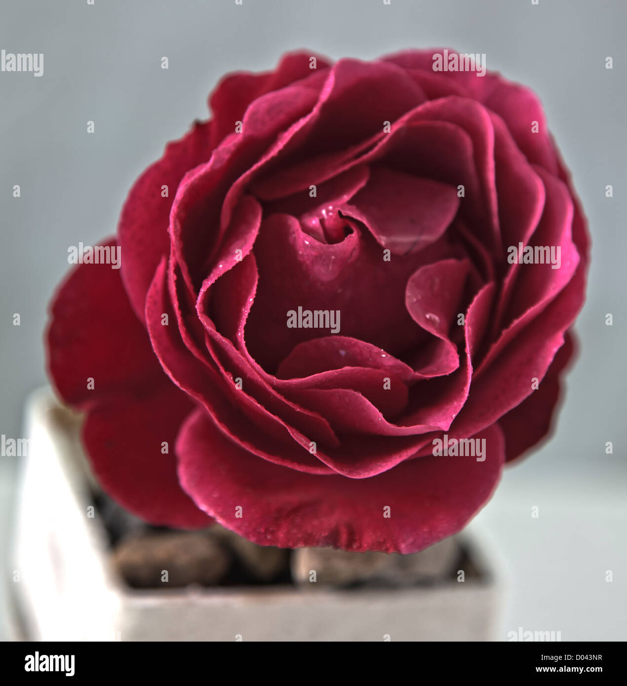 Hdr rose hi-res stock photography and images - Alamy