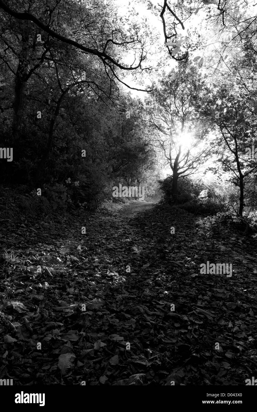 Black and white trees woods path hi-res stock photography and images ...