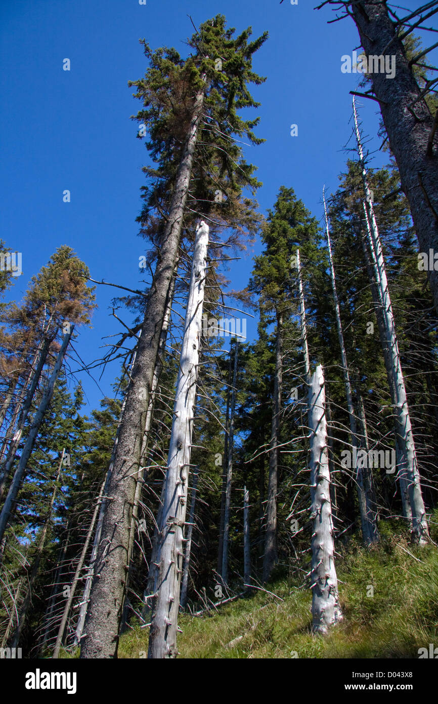 Dead spruce trees picea abies hi-res stock photography and images - Alamy