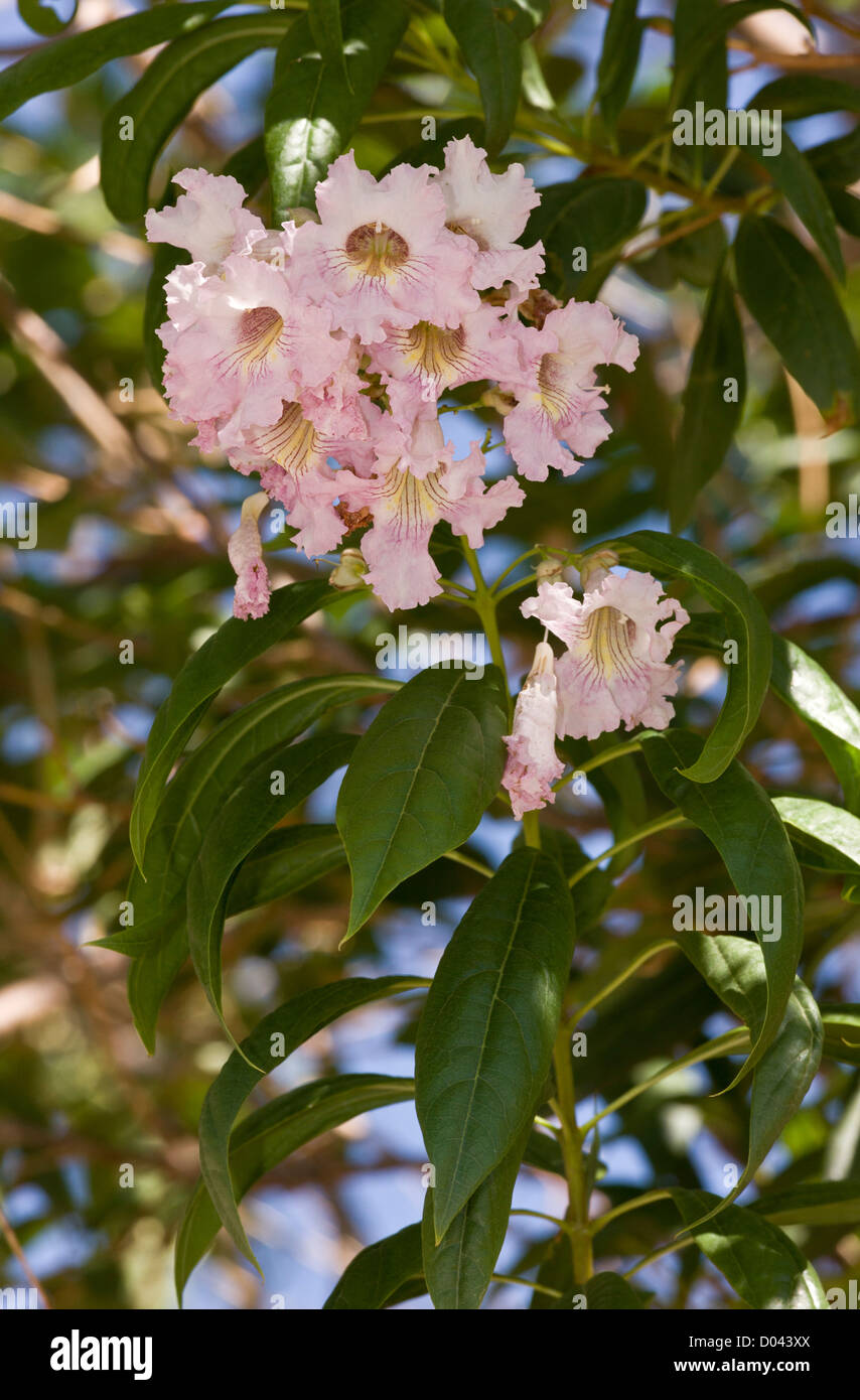 Desert-Willow, Chilopsis linearis, in flower. Utah, USA Stock Photo - Alamy