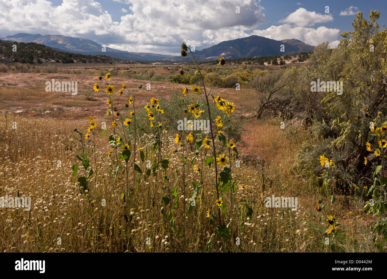 Wildflowers in desert sunflower hi-res stock photography and images - Alamy