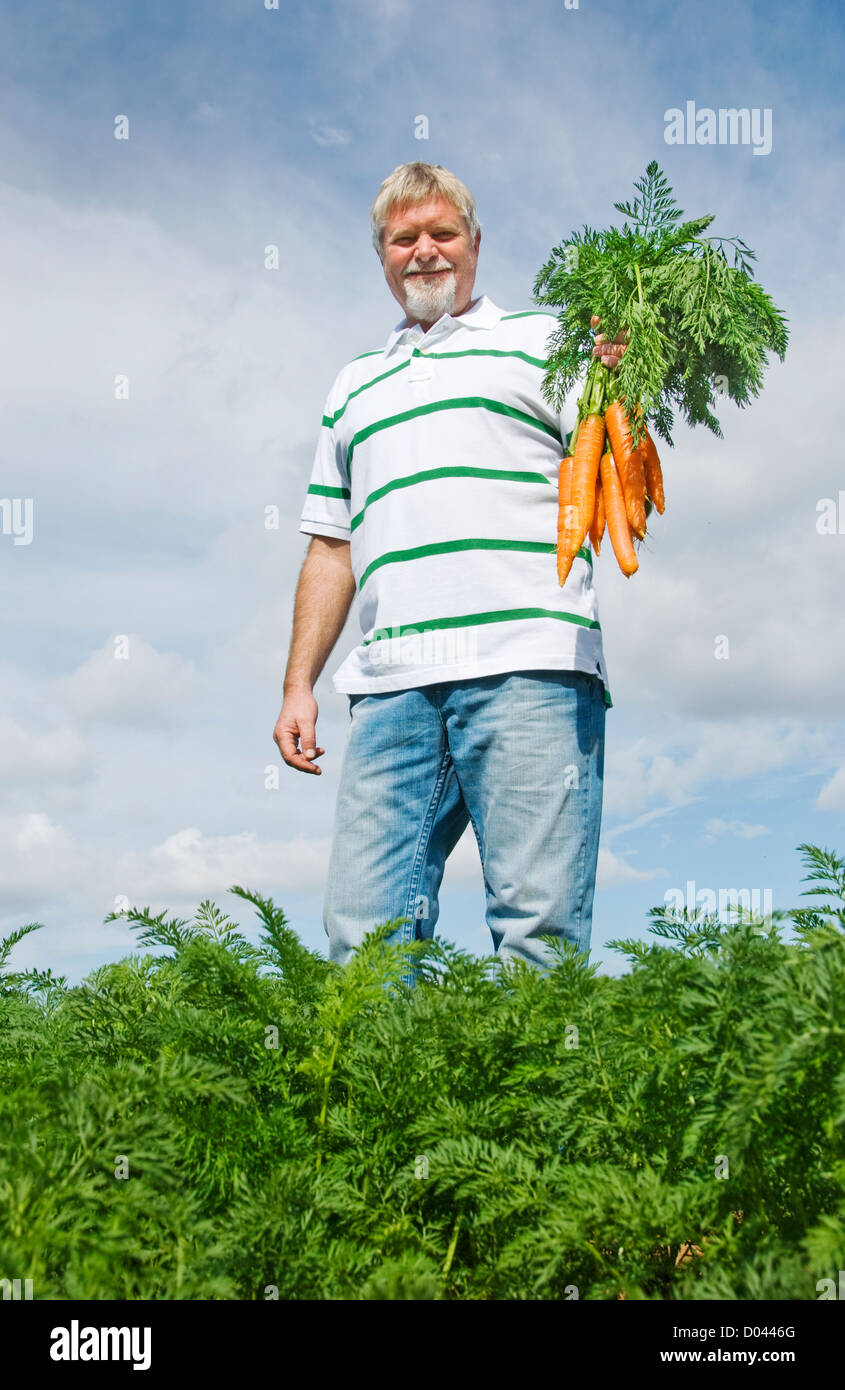 Carrot farmer in a carrot field on a farm Stock Photo - Alamy