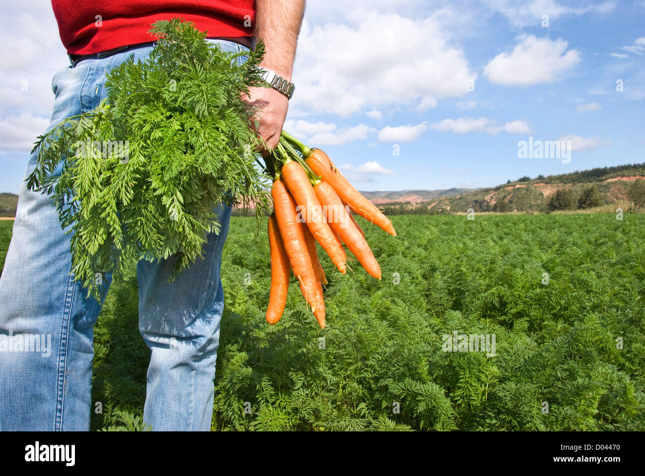 Carrot farmer in a carrot field on a farm Stock Photo - Alamy
