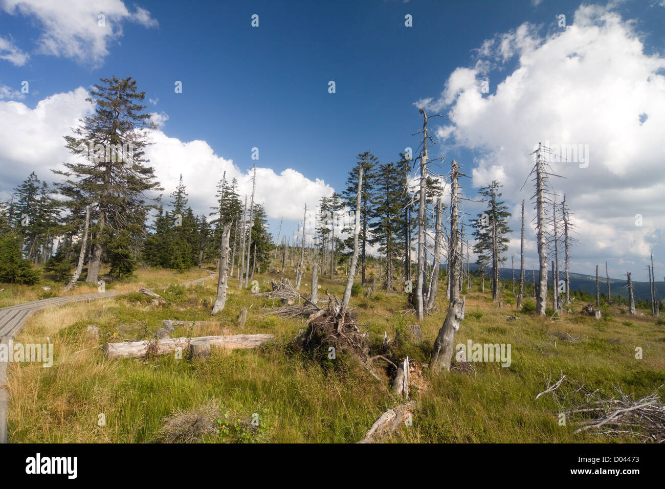 Forest on a plateau Stock Photo - Alamy