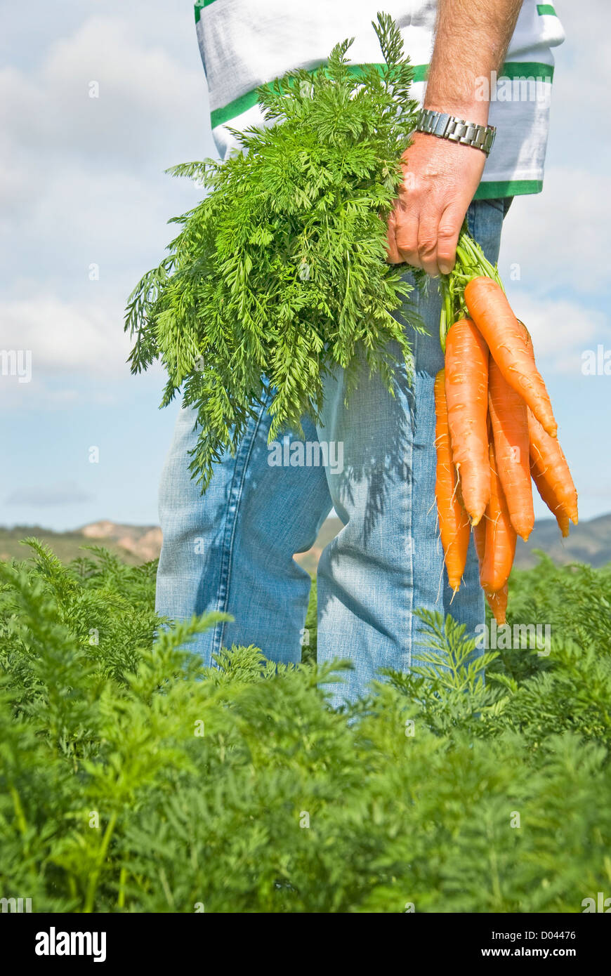 Carrot farmer in a carrot field on a farm Stock Photo - Alamy