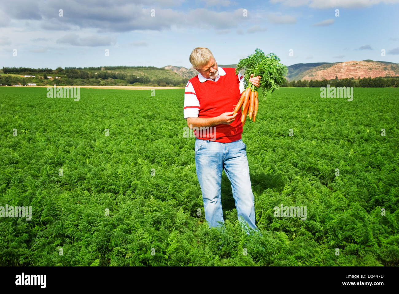 Carrot farmer in a carrot field on a farm Stock Photo - Alamy