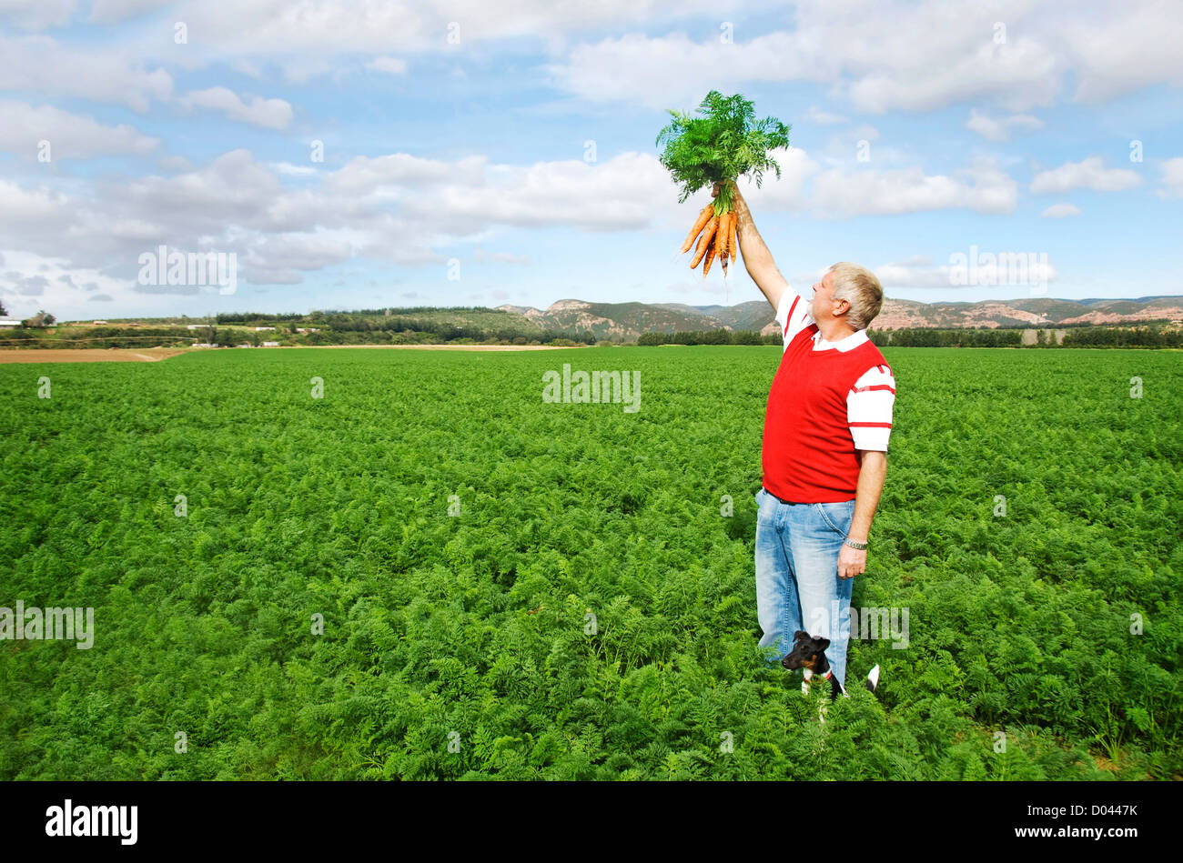 Carrot farmer in a carrot field on a farm Stock Photo - Alamy