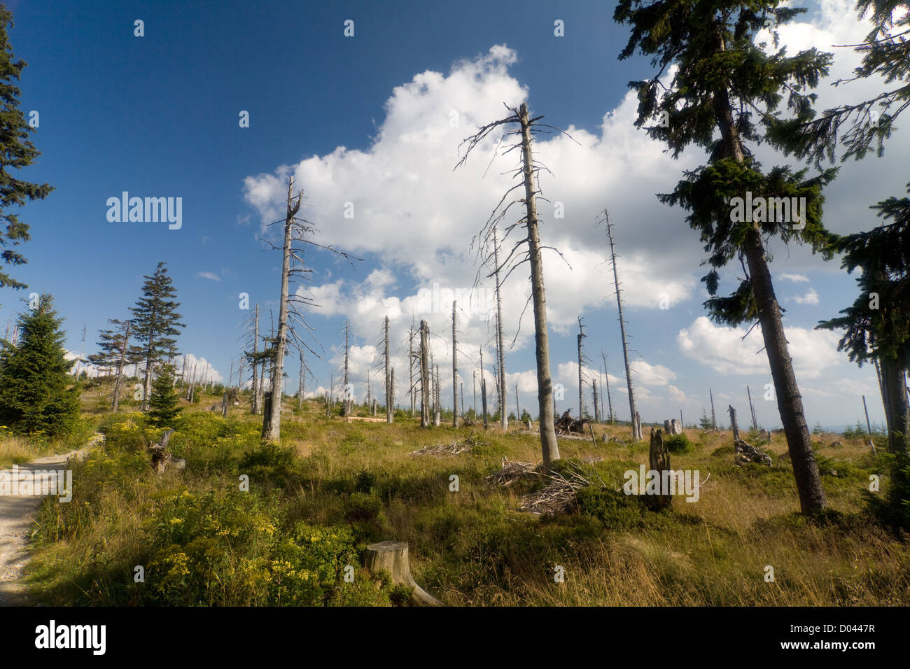 Forest on a plateau Stock Photo - Alamy