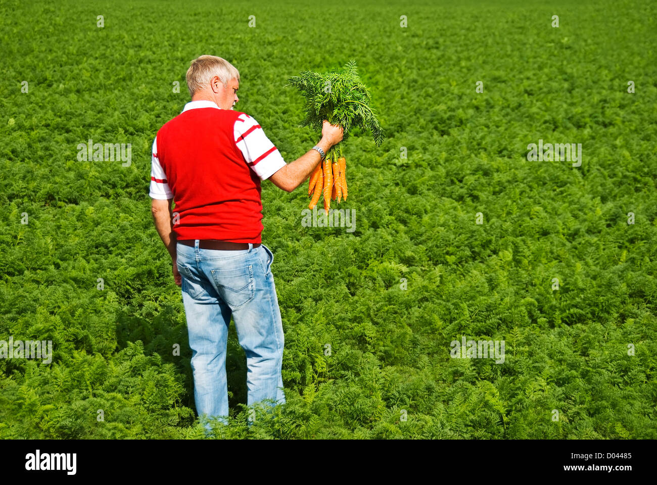 Carrot farmer in a carrot field on a farm Stock Photo - Alamy