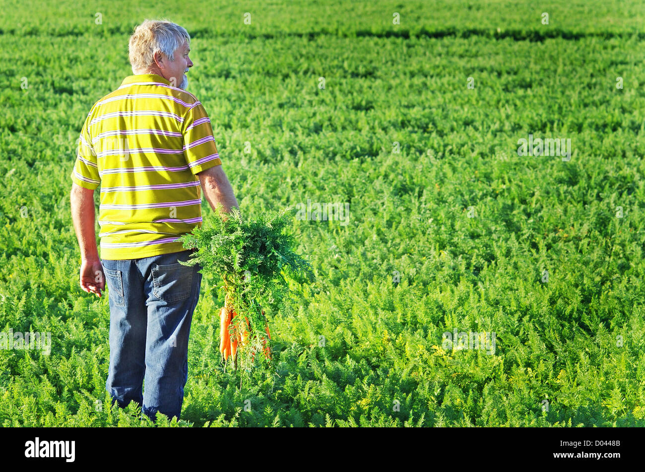 Carrot farmer in a carrot field on a farm Stock Photo - Alamy