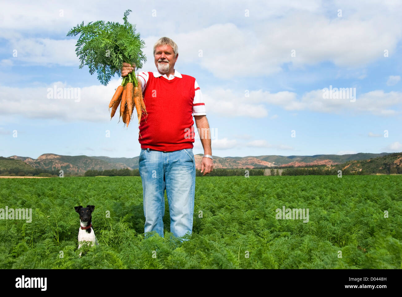 Carrot farmer in a carrot field on a farm Stock Photo - Alamy