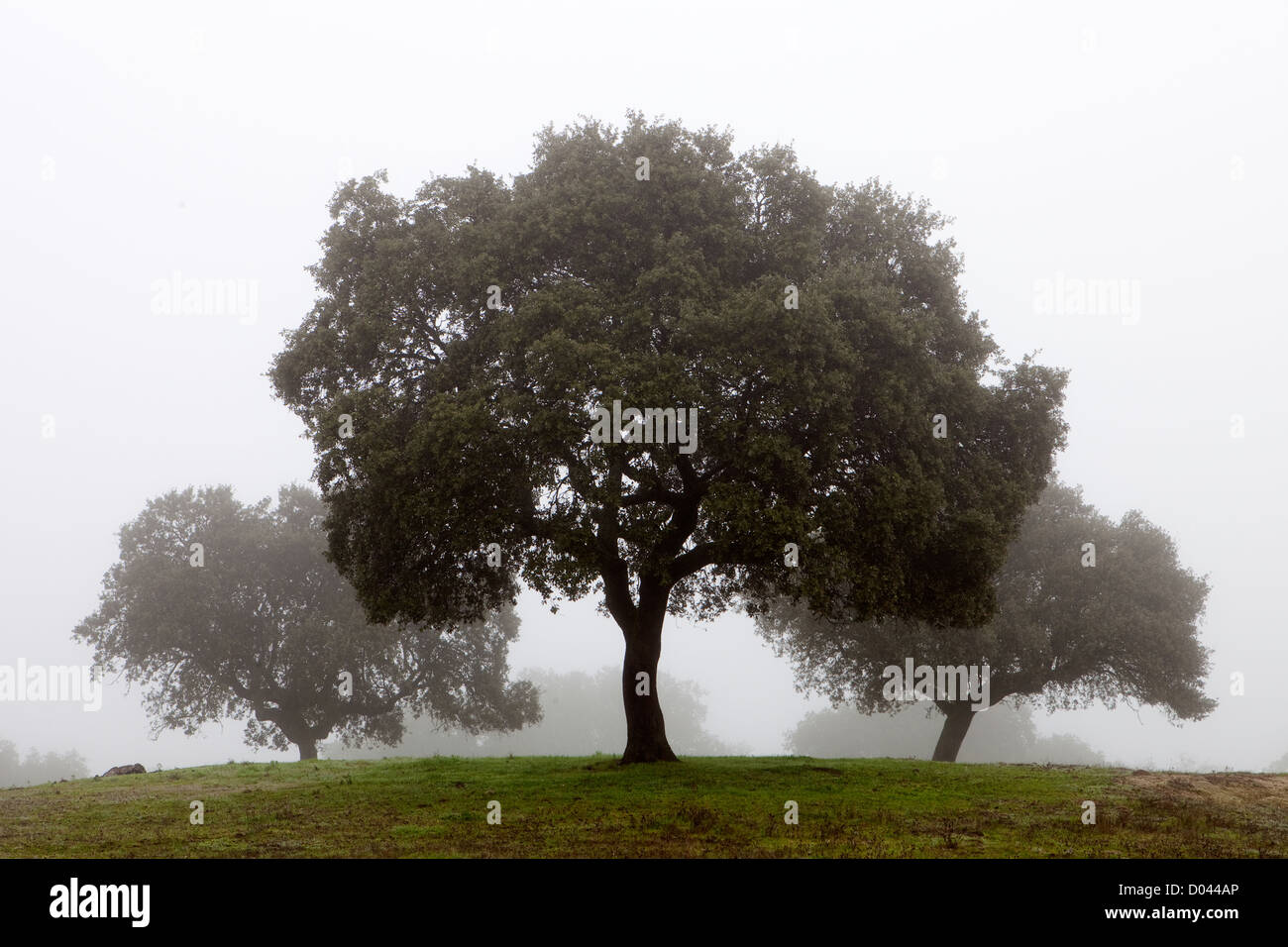 Many trees surrounded by fog Stock Photo - Alamy