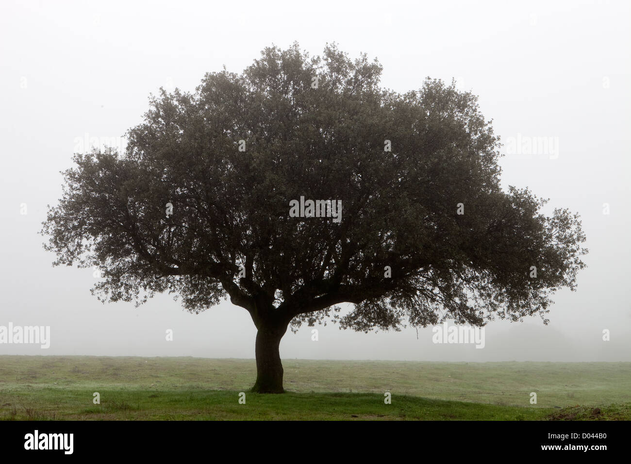 Large lone tree hi-res stock photography and images - Alamy