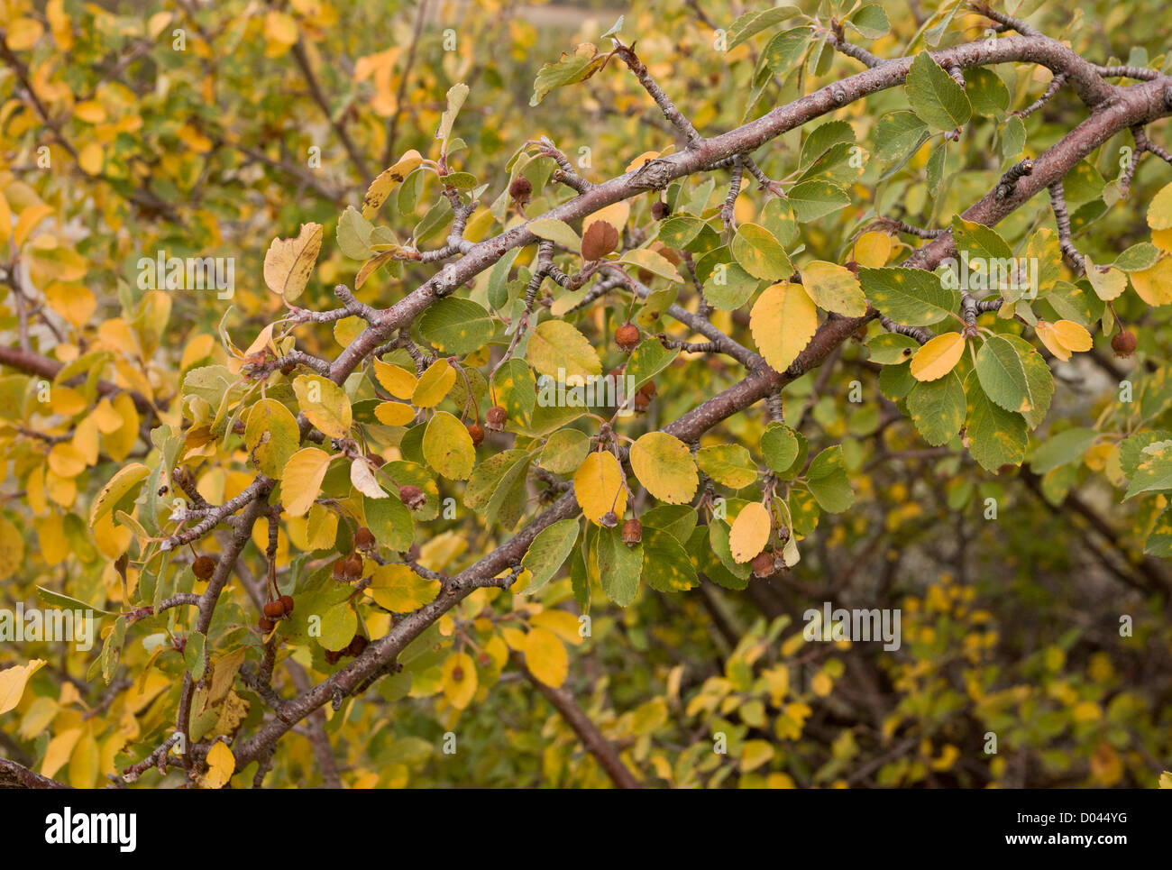 Amelanchier utahensis Utah serviceberry in the Manti La Sal mountains ...