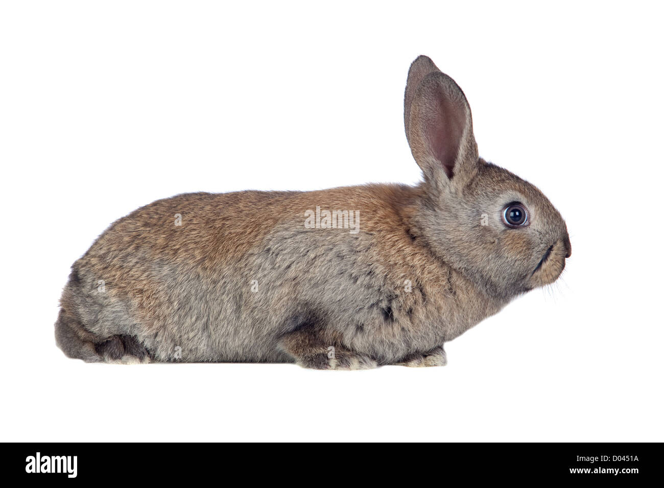 Fluffy rabbit side on Cut Out Stock Images & Pictures - Alamy