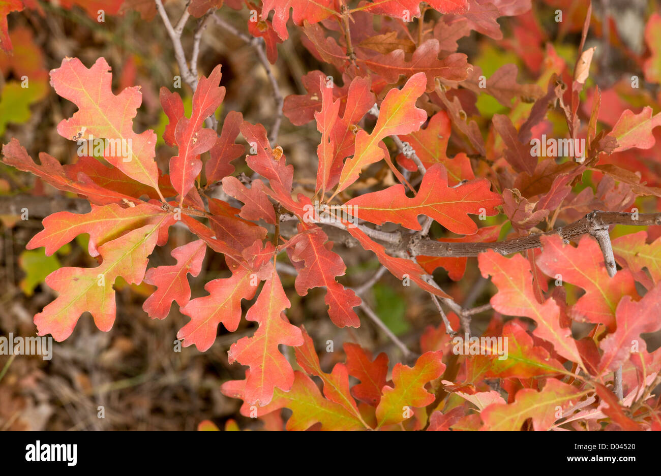 Quercus Macrocarpa Fall Color