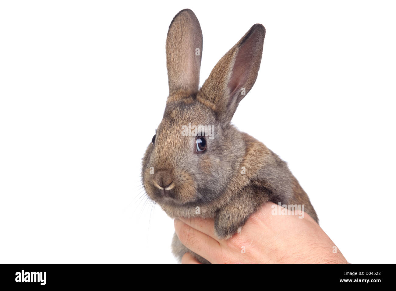 Nice brown bunny isolated on white side Stock Photo - Alamy