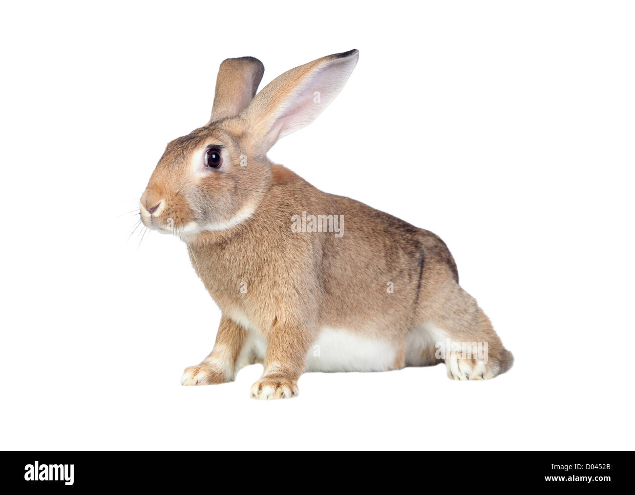 Nice brown bunny isolated on white side Stock Photo - Alamy