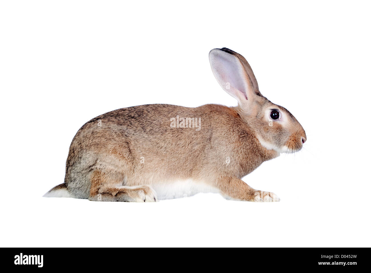 Nice brown bunny isolated on white side Stock Photo - Alamy