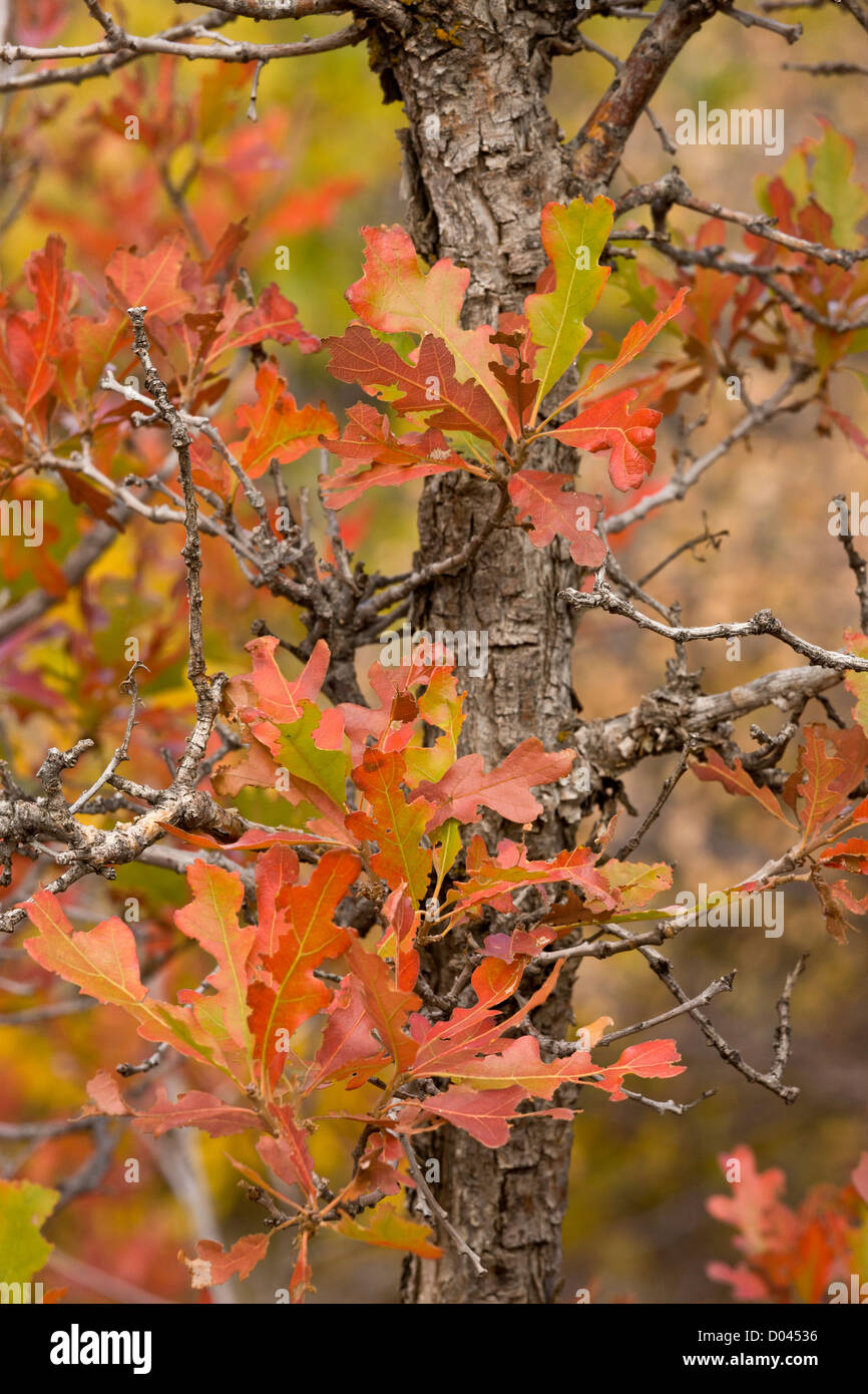 Gambel oak hi-res stock photography and images - Alamy