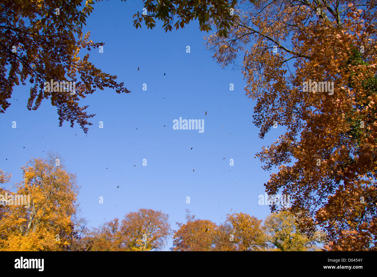 Autumn leaves fall to the ground Stock Photo - Alamy