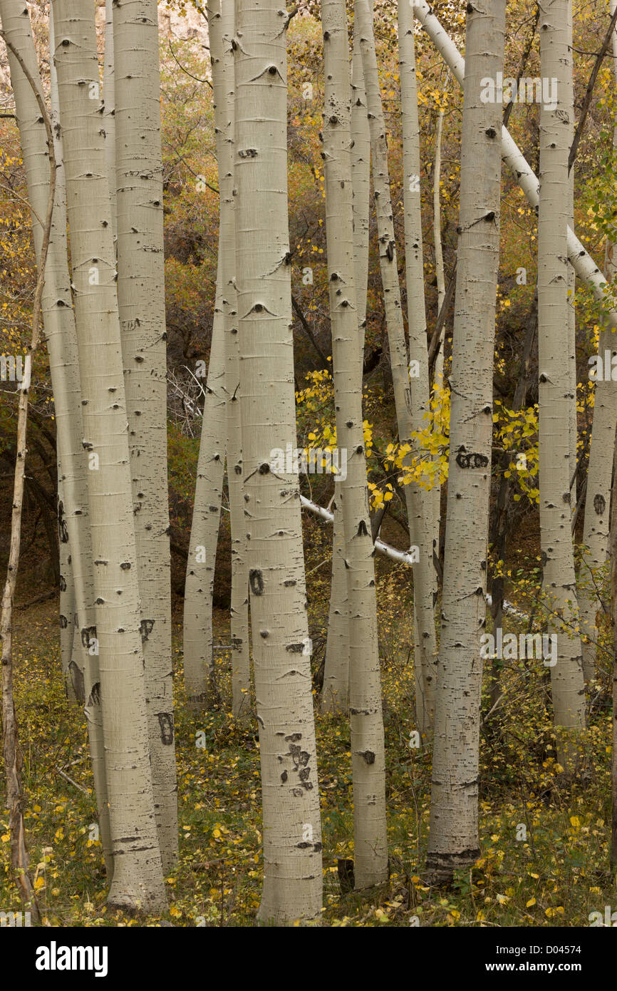 Aspen Trunks High Resolution Stock Photography and Images - Alamy