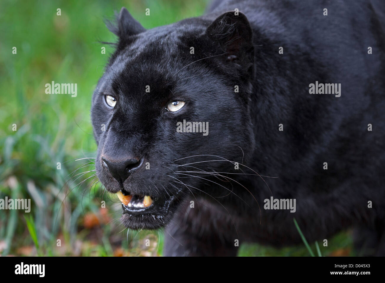 Black leopard hi-res stock photography and images - Alamy