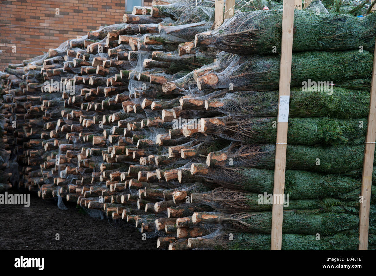 Packed and stacked Netted Medium Nordman Fir Christmas Trees ready for ...