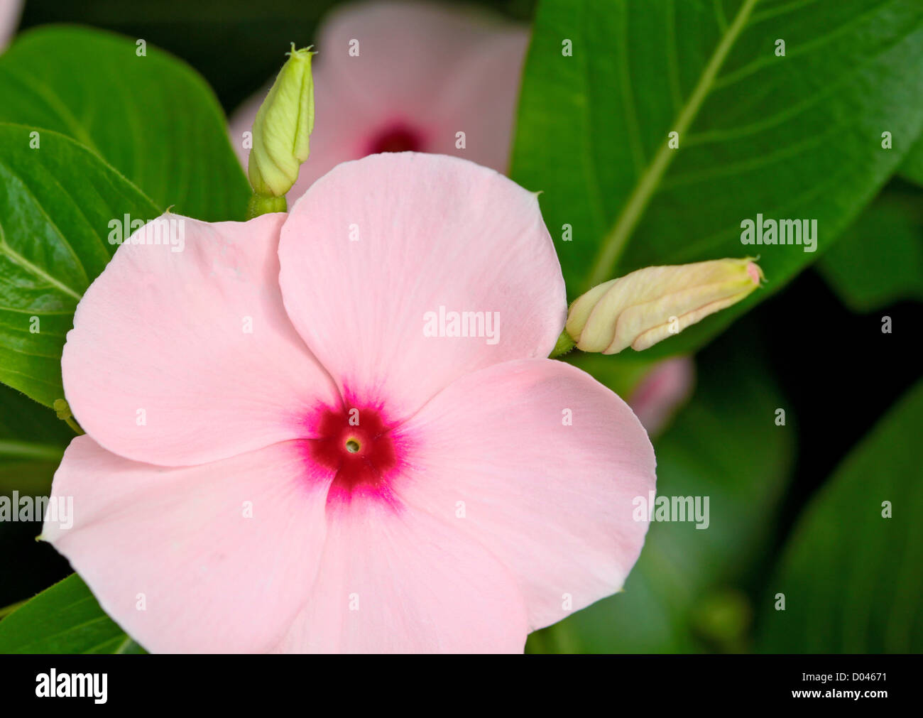 Flores impatiens hi-res stock photography and images - Alamy