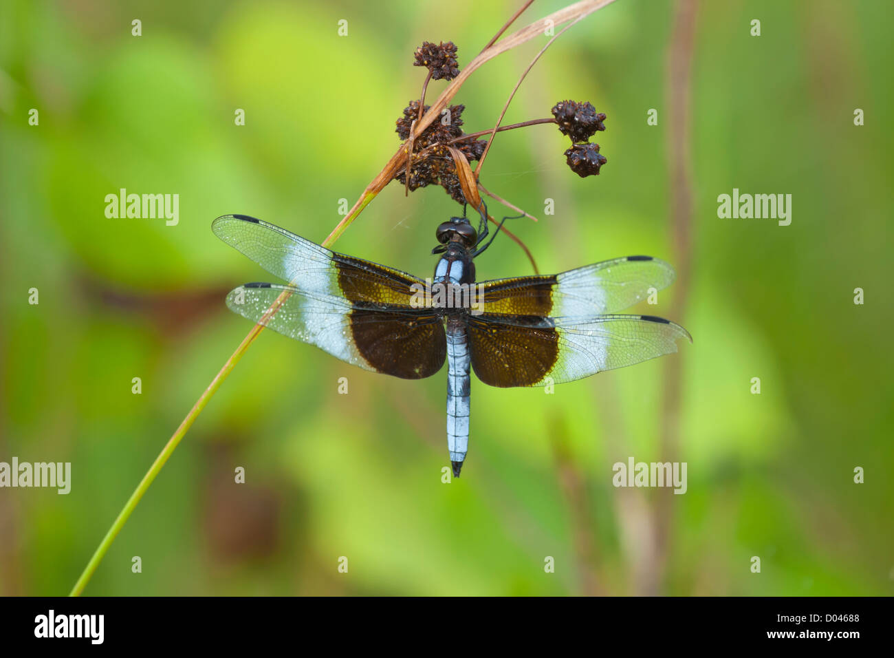 Widow Skimmer High Resolution Stock Photography and Images - Alamy