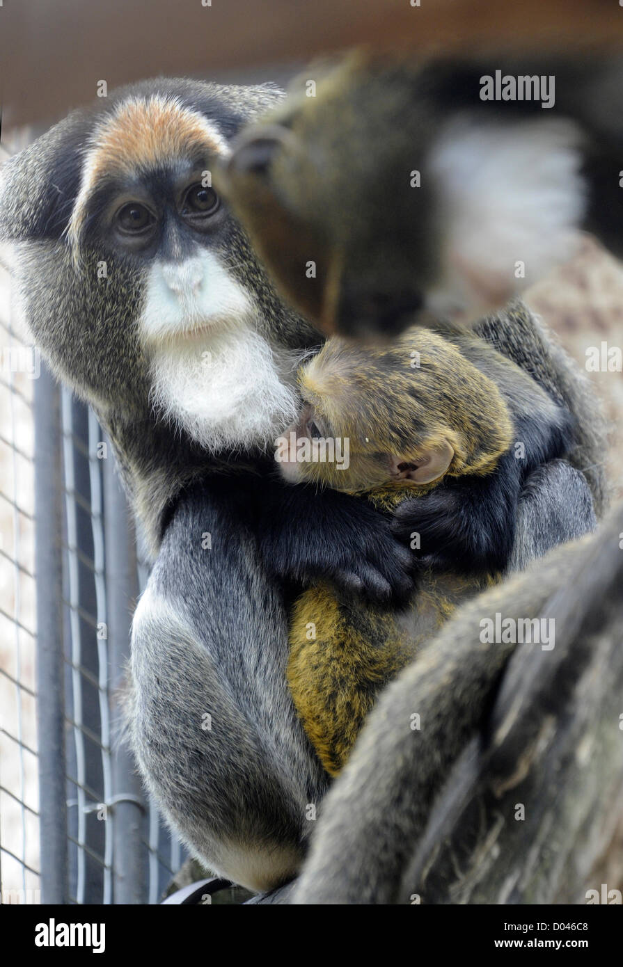 Usti nad Labem, Czech Republic. 16th November 2012. New baby of De ...