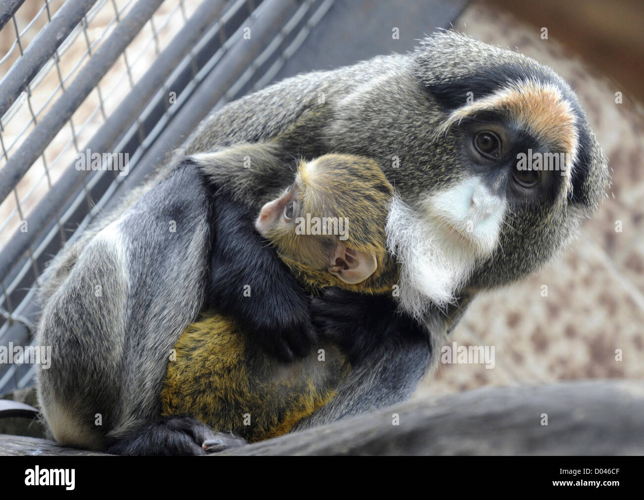 De brazzas monkeys zoo hi-res stock photography and images - Alamy