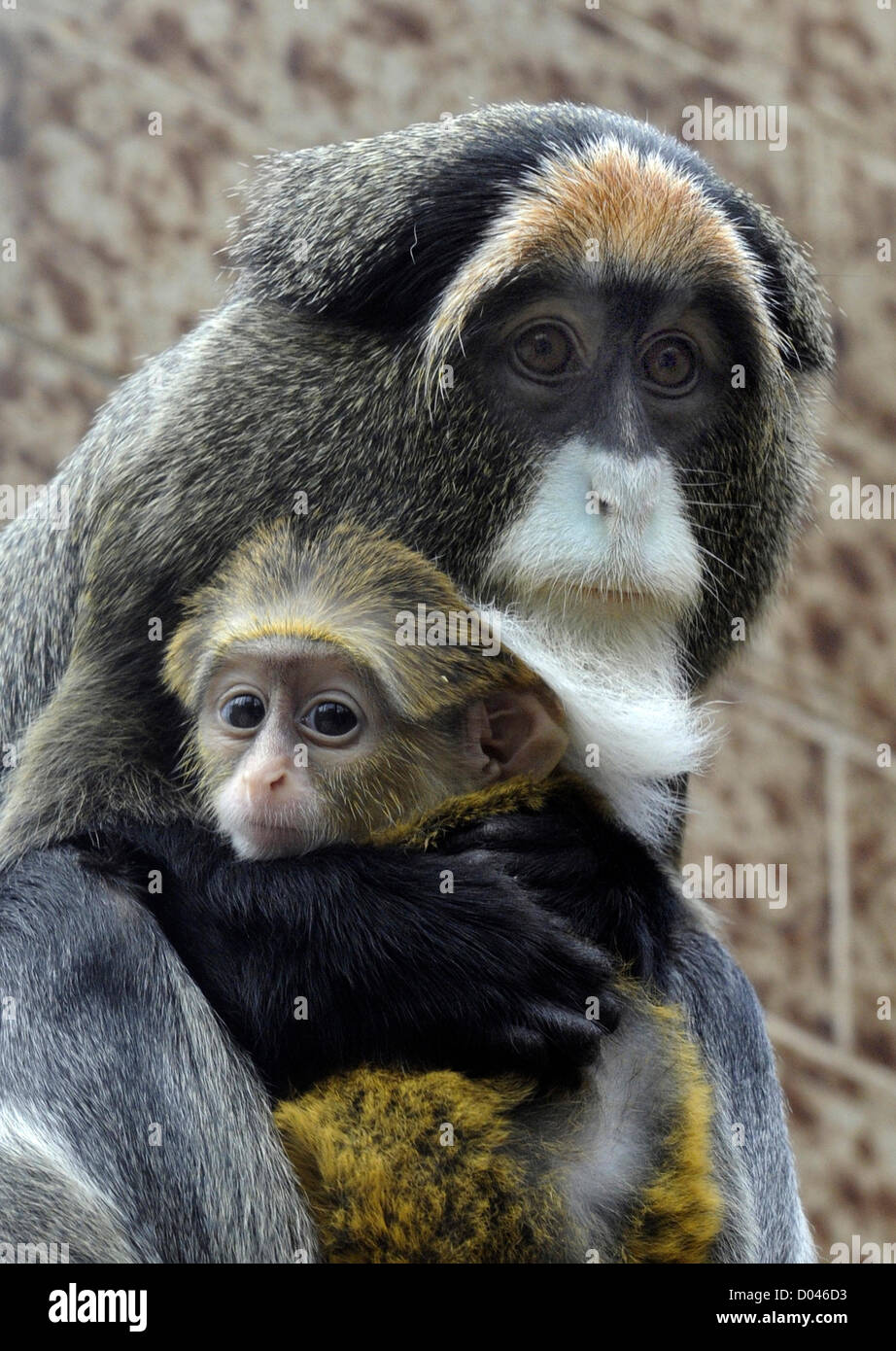 Usti nad Labem, Czech Republic. 16th November 2012. New baby of De ...
