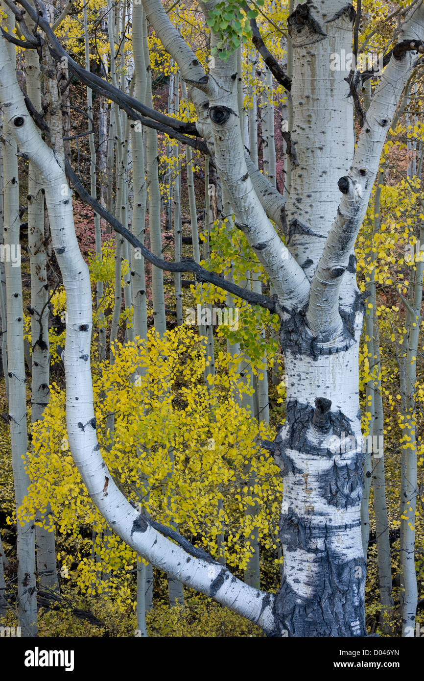 Quaking Aspen trunks, Populus tremuloides, with autumn colour, in the ...