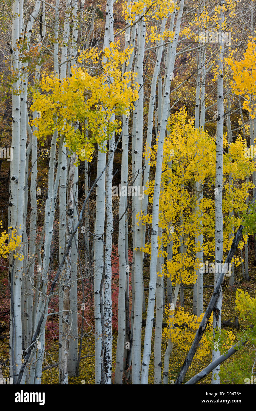 Quaking Aspen trunks, Populus tremuloides, with autumn colour, in the ...