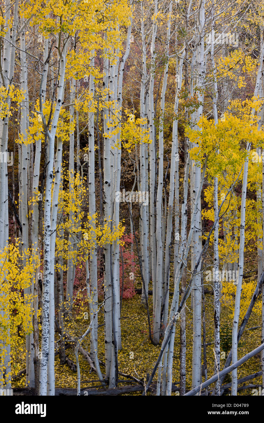 Populus tremuloides autumn hi-res stock photography and images - Alamy