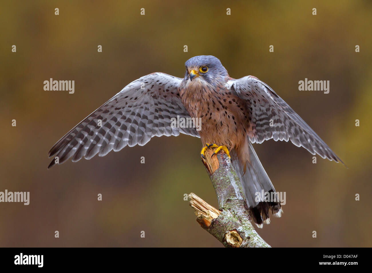 Male kestrel hi-res stock photography and images - Alamy